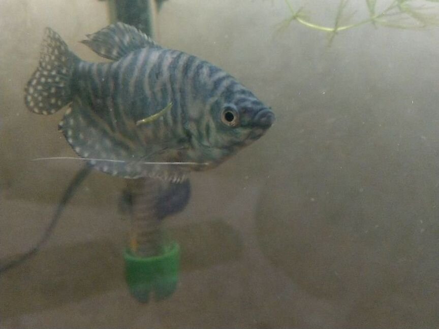 Аквариумные рыбки Гурами