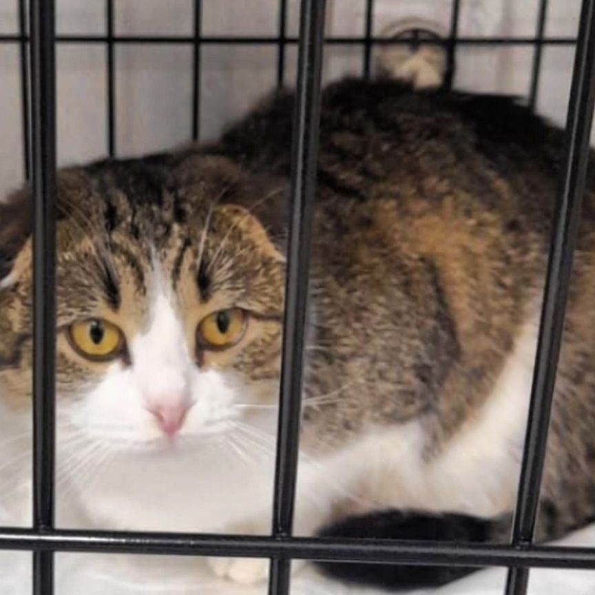 Шотландская вислоухая короткошёрстная, взрослая кошка