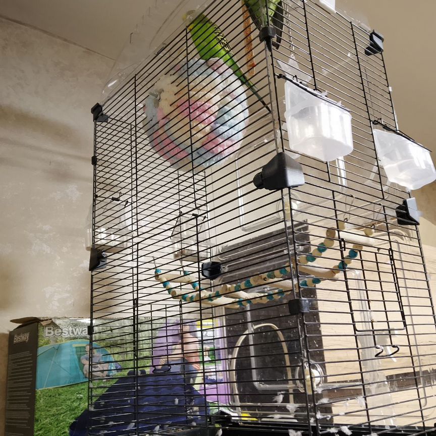 Волнистый попугай