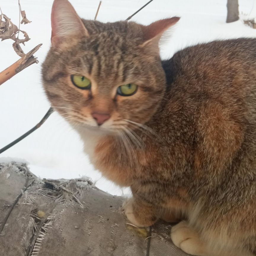 Взрослая, Девочка кошка в добрые руки