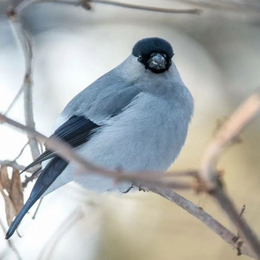 Серый или голубой снегирь