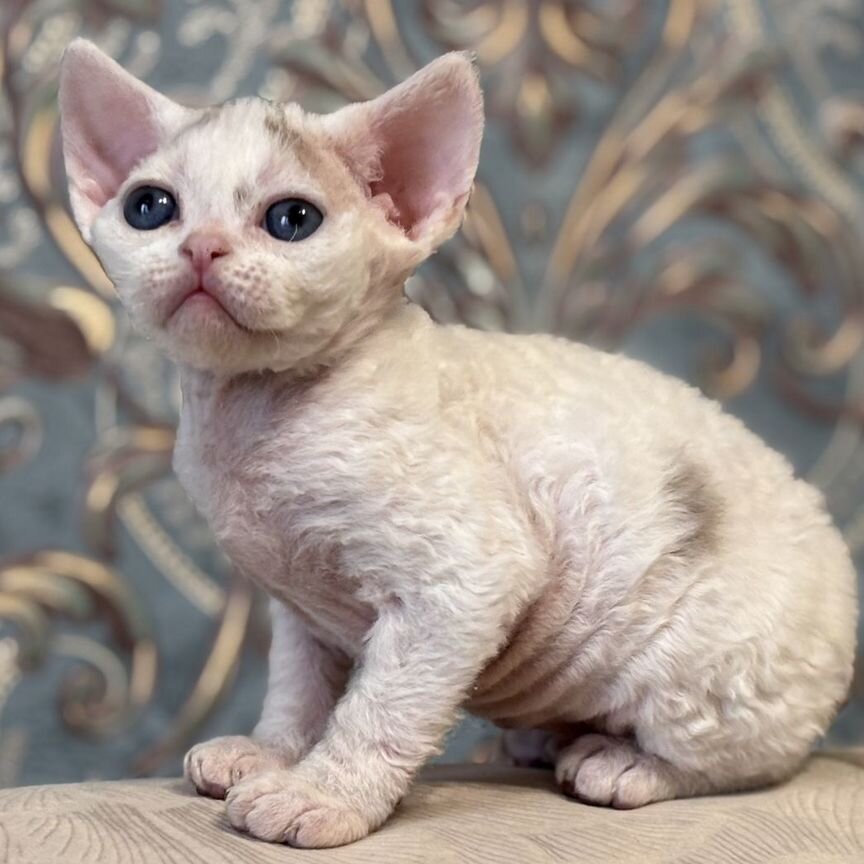 Девон-рекс котёнок