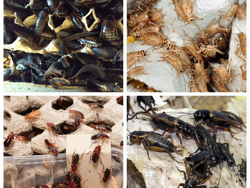 Аргентинский\Туркменский таракан\Сверчки