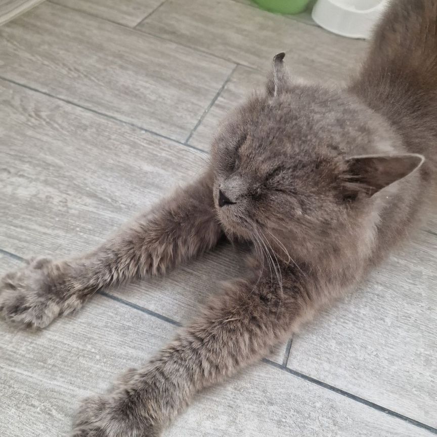 Кот ласковый пушистик в добрые руки бесплатно