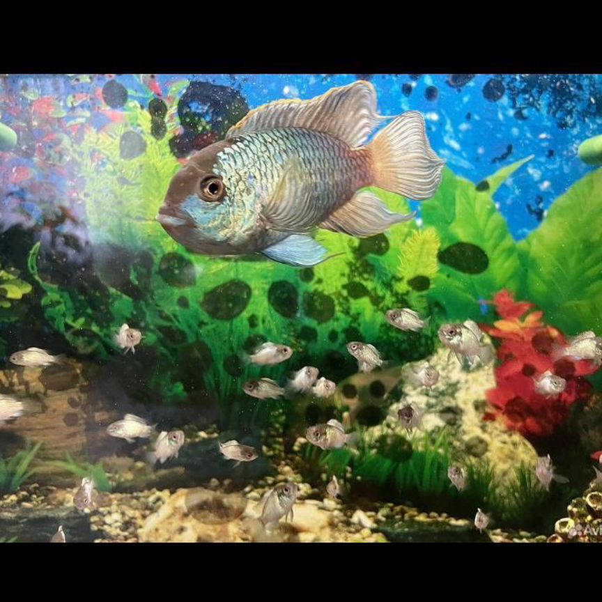 Аквариумные рыбки нанокары