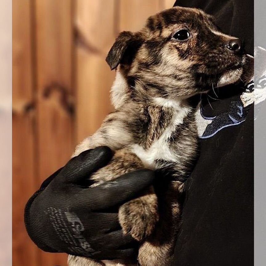 Щенок в добрые руки