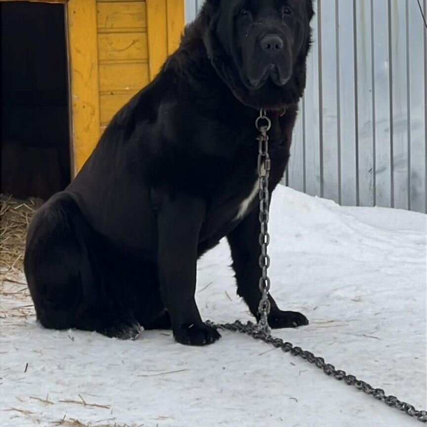 Собака вязка алабая