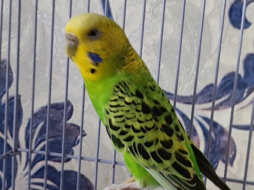 Волнистый попугай девочка