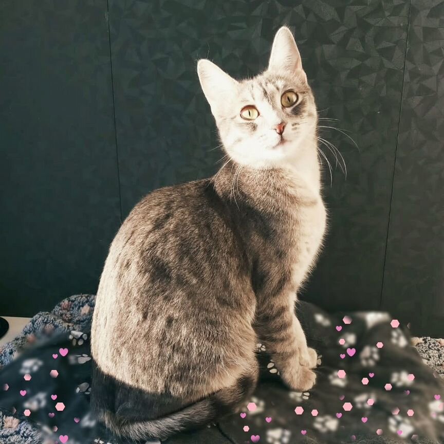 Котенок в добрые руки