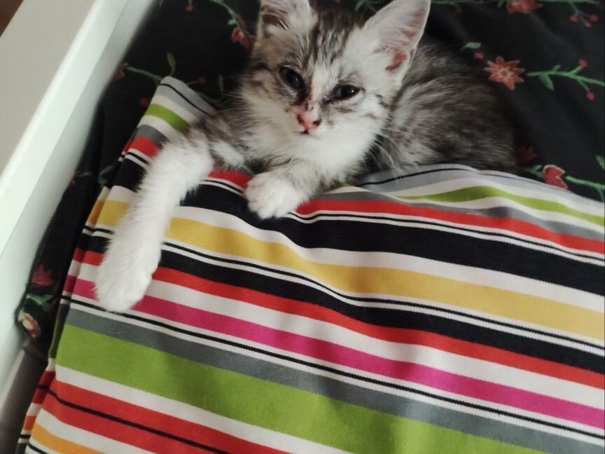 Котёнок Феня