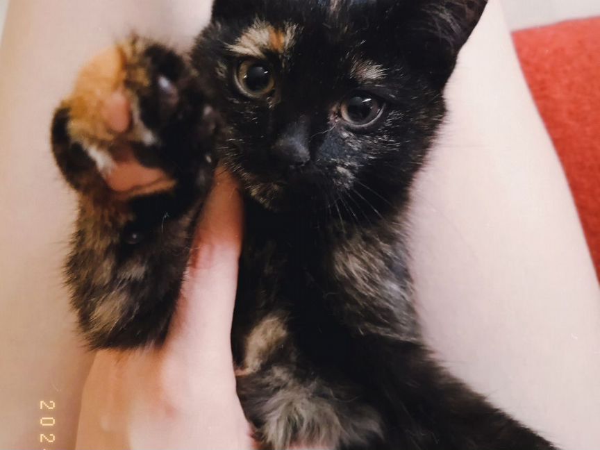 Кошечка трехцветная
