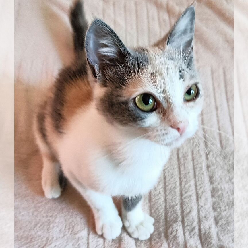 Котенок в добрые руки