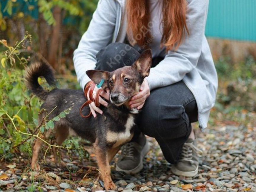 Маленькая собачка в добрые руки