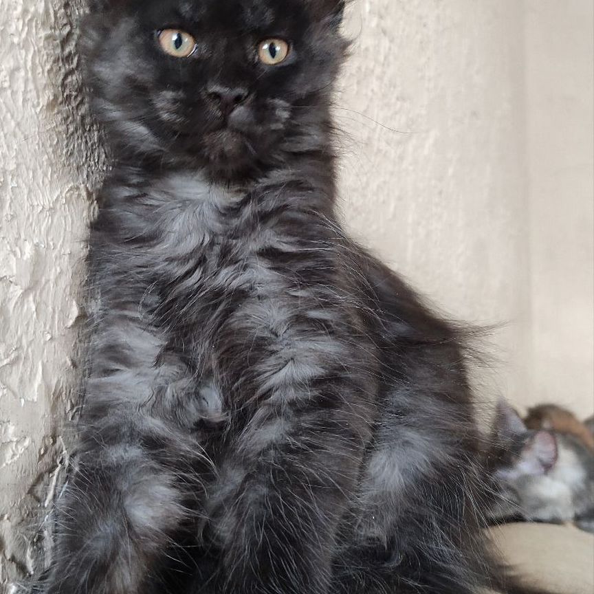 Котята мейн-кун