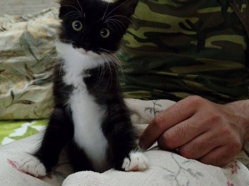 Отдам даром котёнка