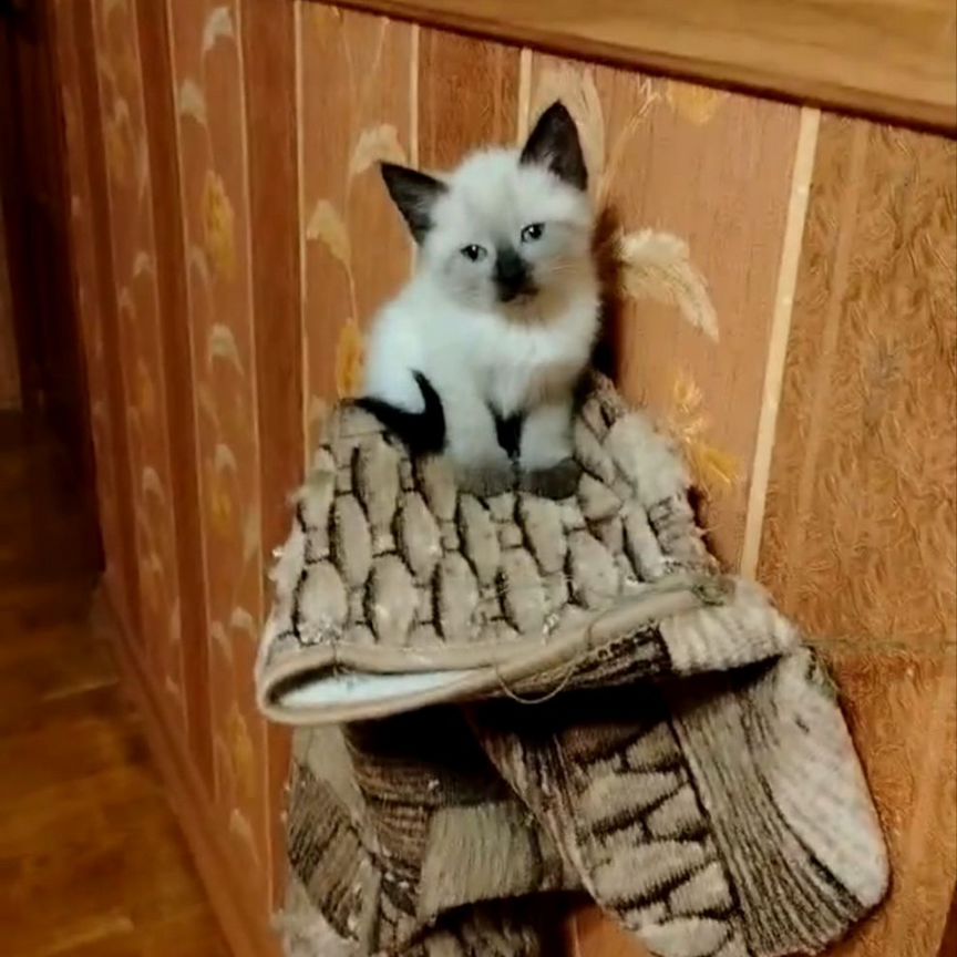 Котёнок в добрые руки