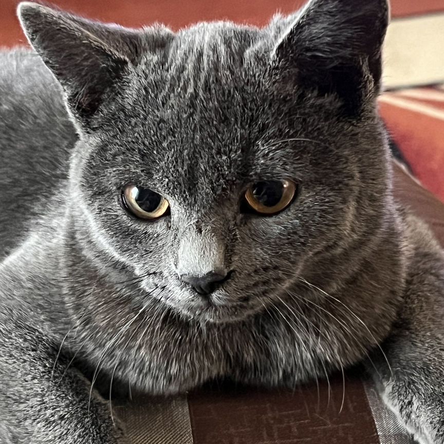 Отдам котика в добрые руки. Примерно 6 песяцев