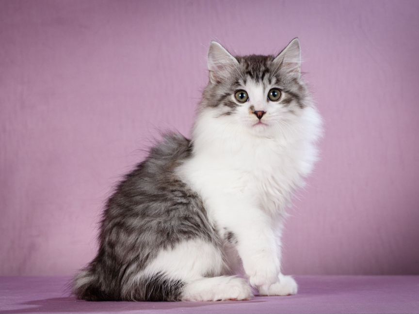 Харизматичный котик, курильский бобтейл