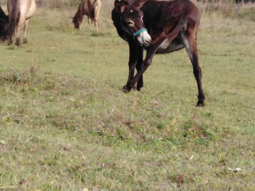 Седло на лошадь