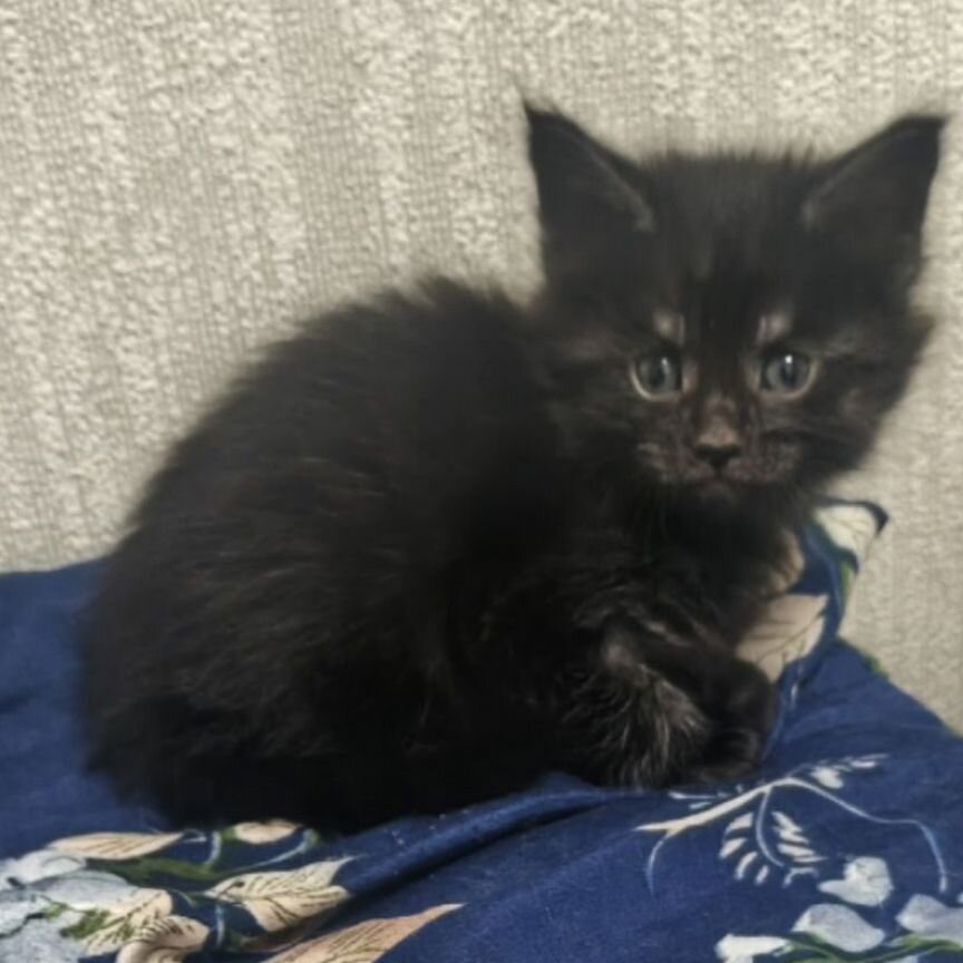 Мейн-кун котёнок