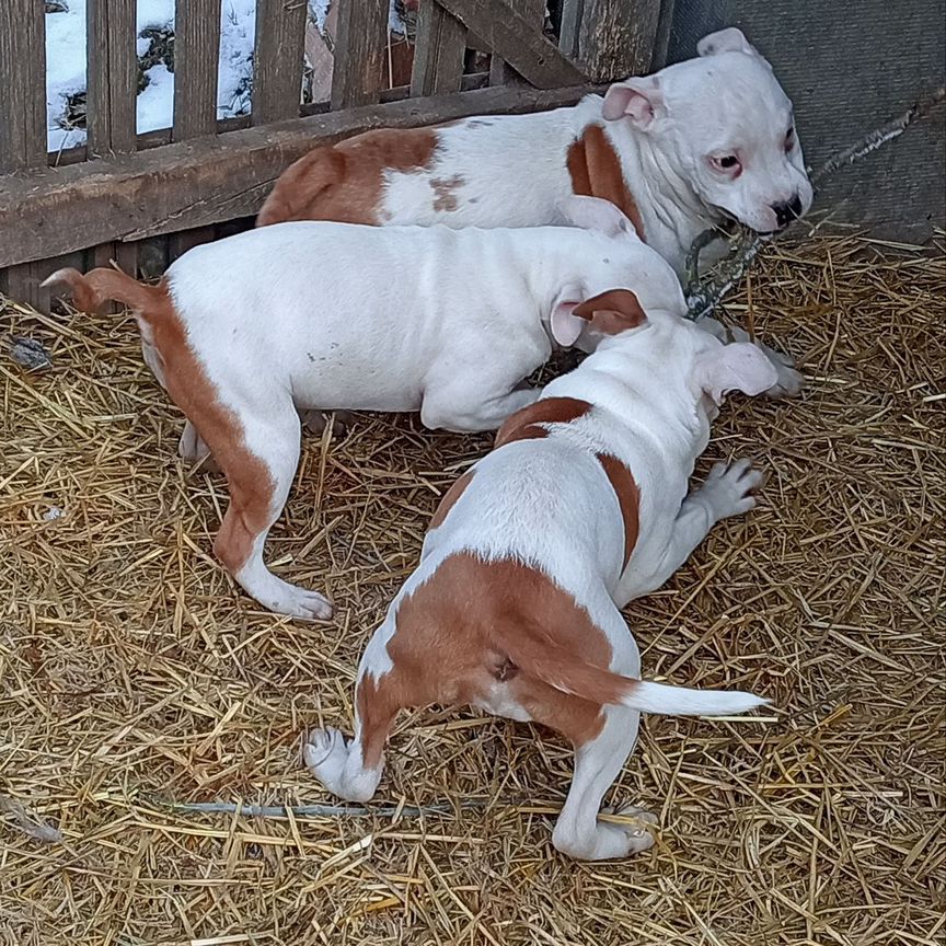 Щенки стаффа