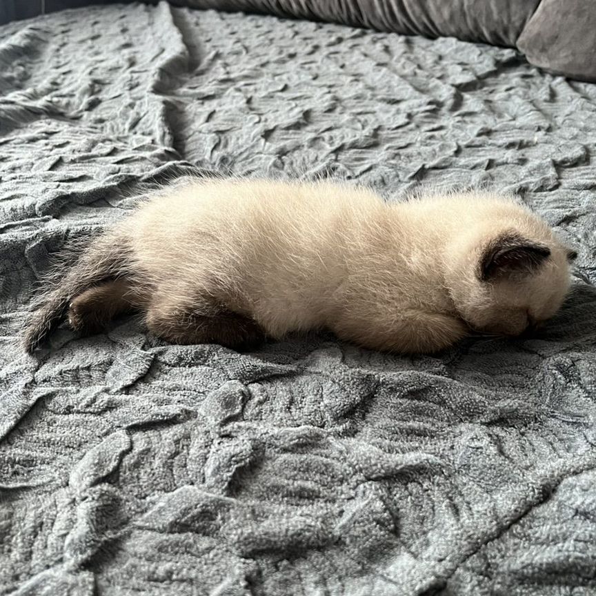 Сиамский котёнок