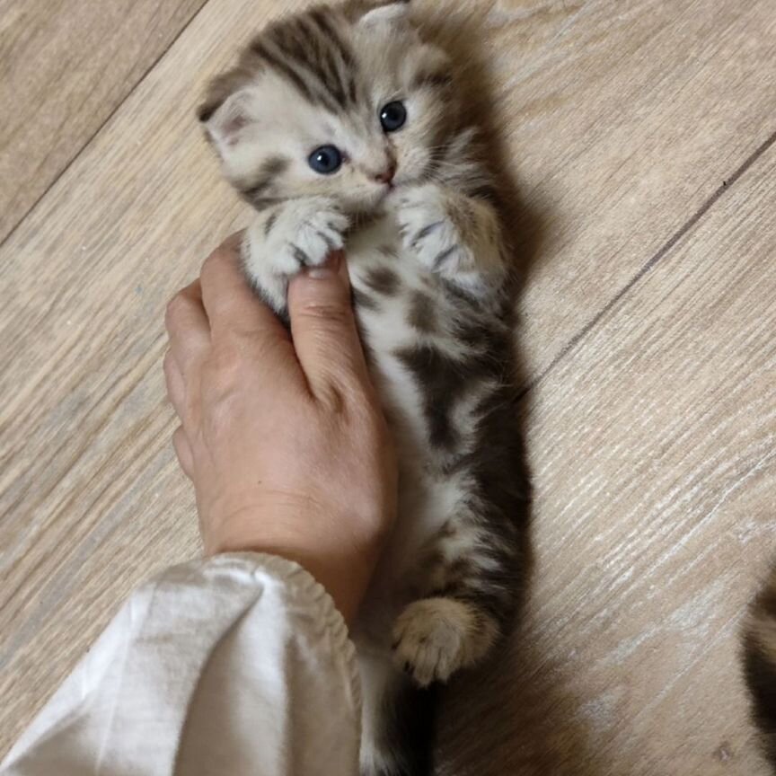 Вислоухая шотландская кошечка