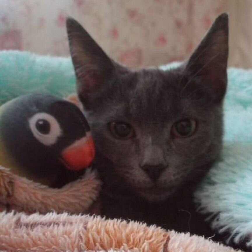 Котёнок в добрые руки метис