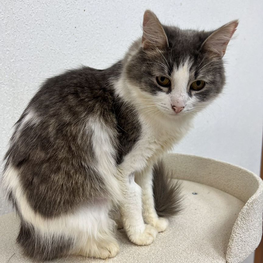 Пушистая кошка в добрые руки