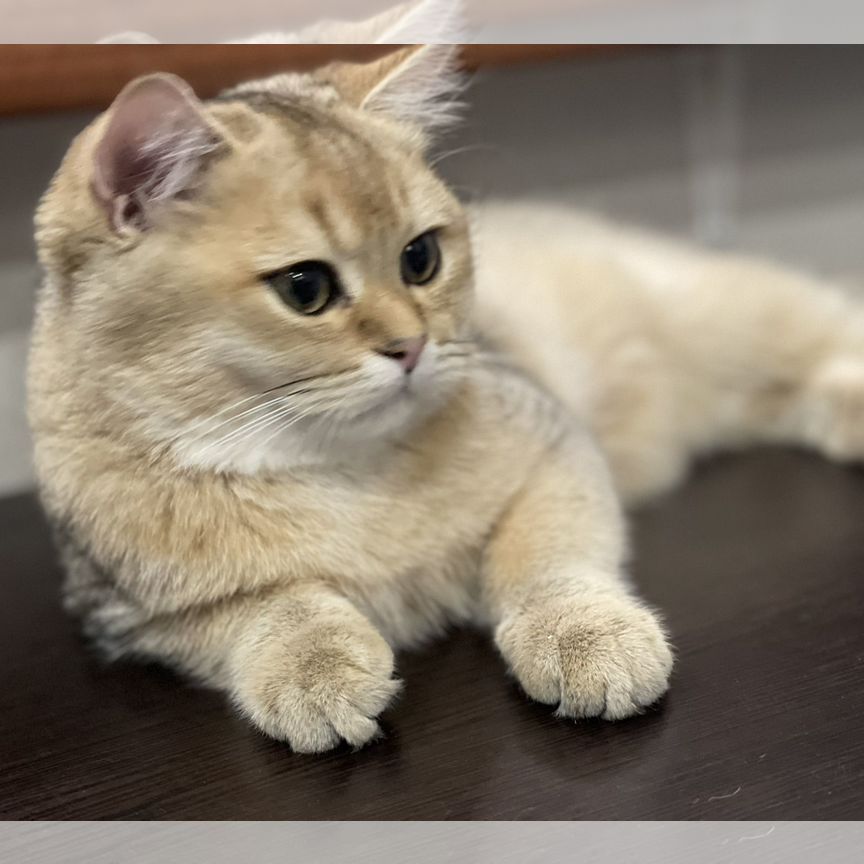 Британские котята шиншилла
