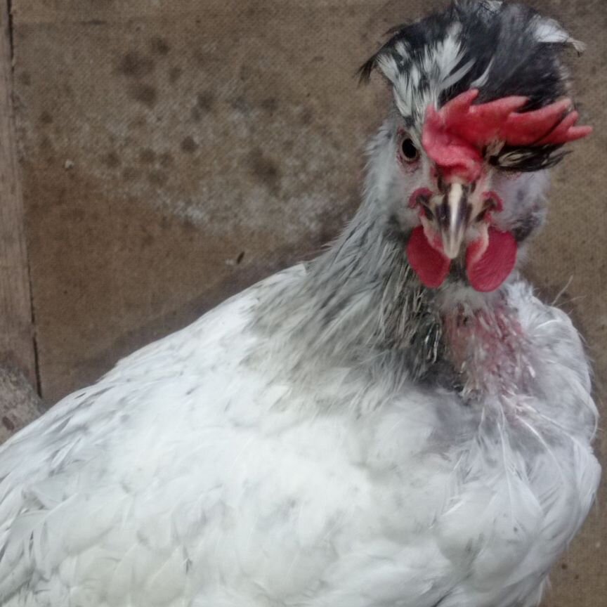 Цыплята мясо-яичные 2, 5 месяца