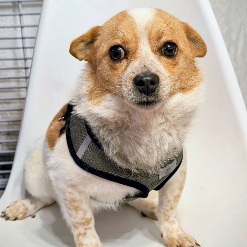 Взрослый пёс в добрые руки