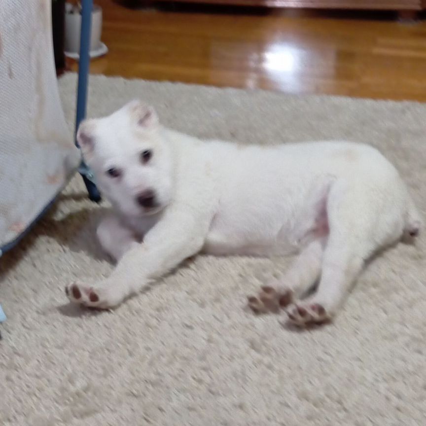 Среднеазиатская овчарка, щенок