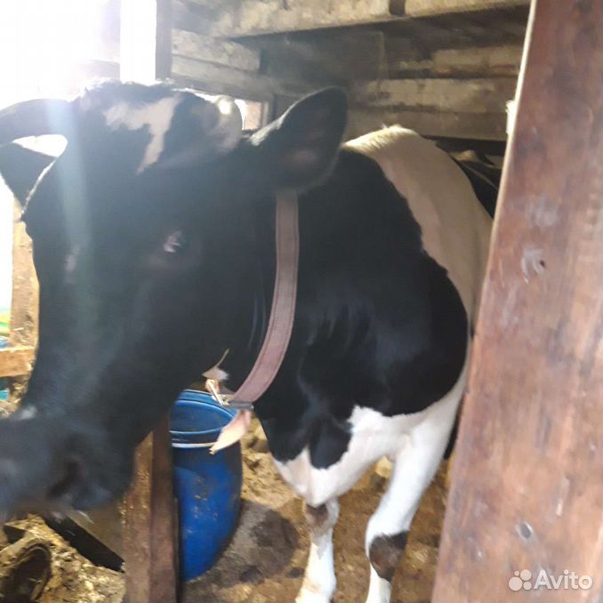 Корова дойная с теленком