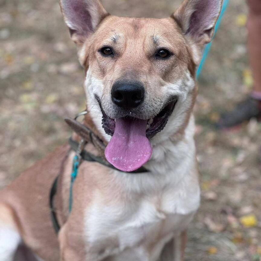 Собака кобель Шнапс ждет тебя в приюте