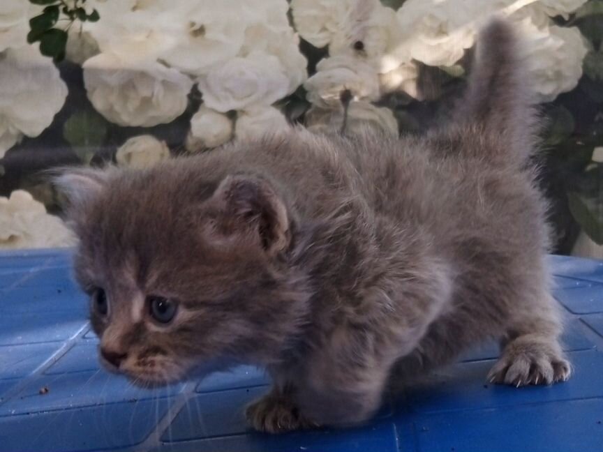 Шотландские вислоухие котята