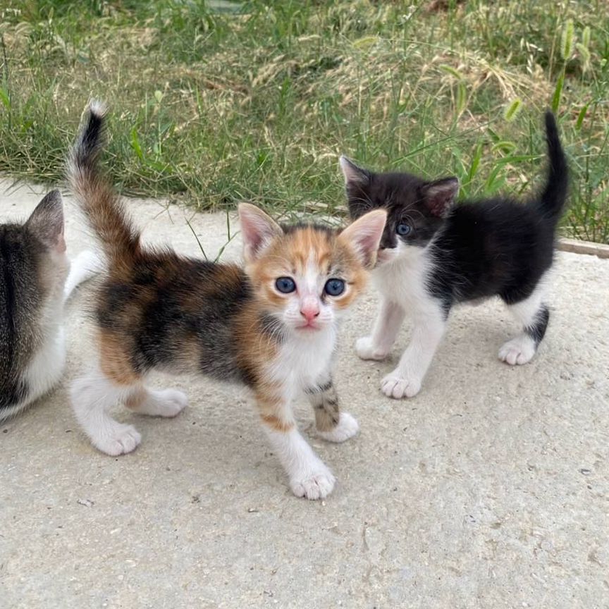 Котята отдам бесплатно
