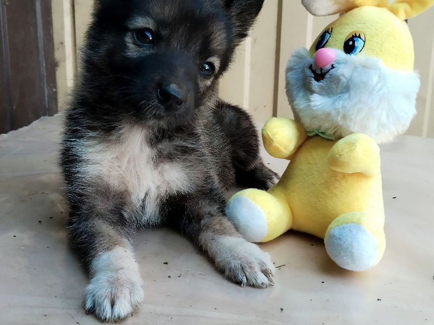 Щенок в добрые руки