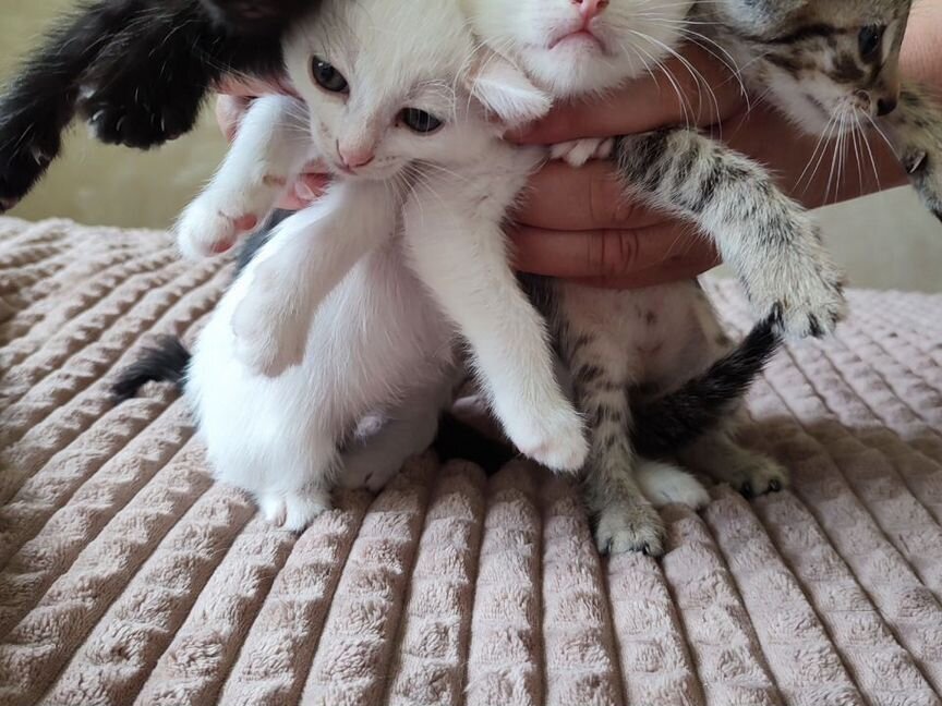 4 красивых котёнка