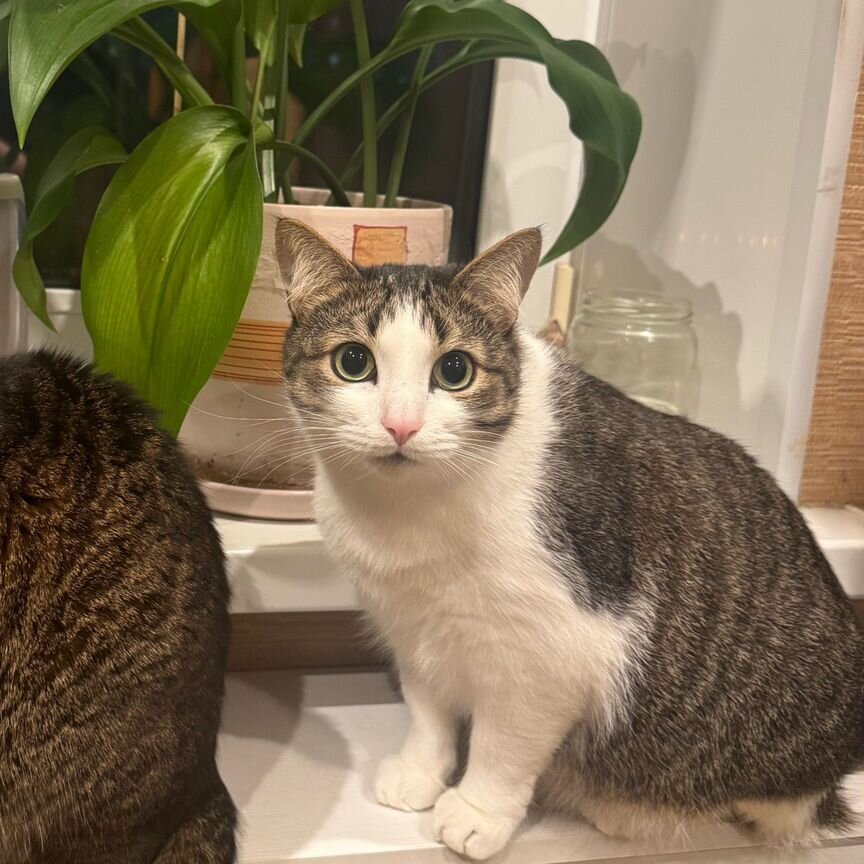 Взрослый кот в добрые руки