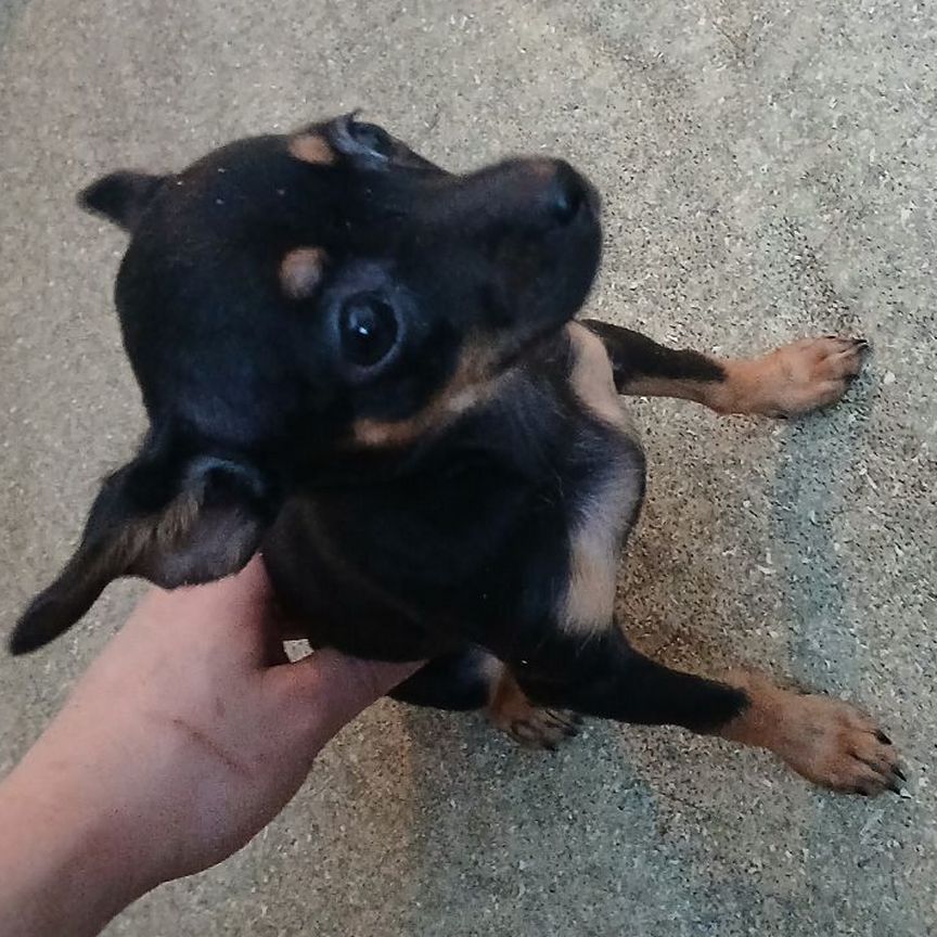 Русский той-терьер, щенок