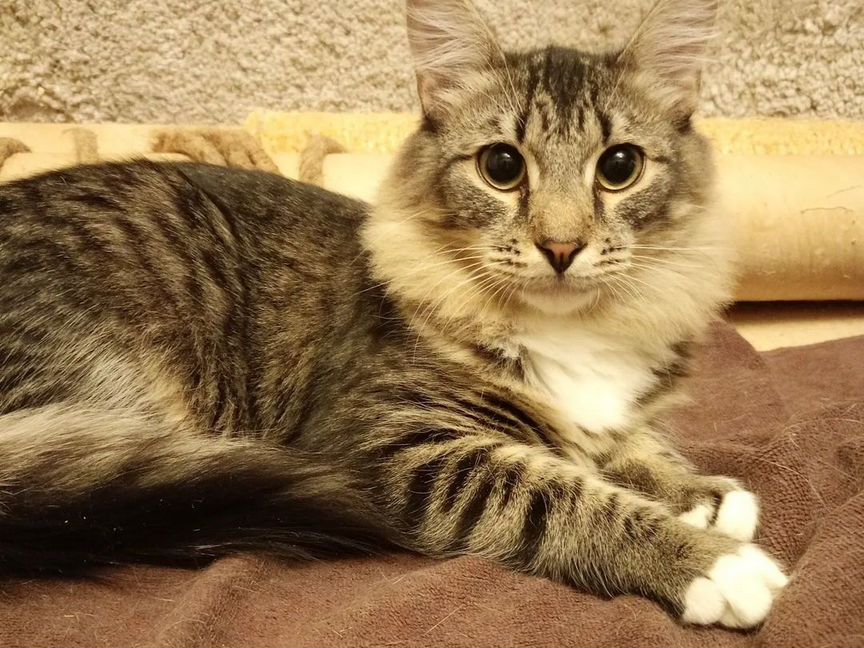 Котик в добрые руки, 4 месяца