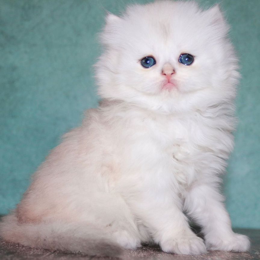 Шотландский прямоухий длинношёрстный котёнок