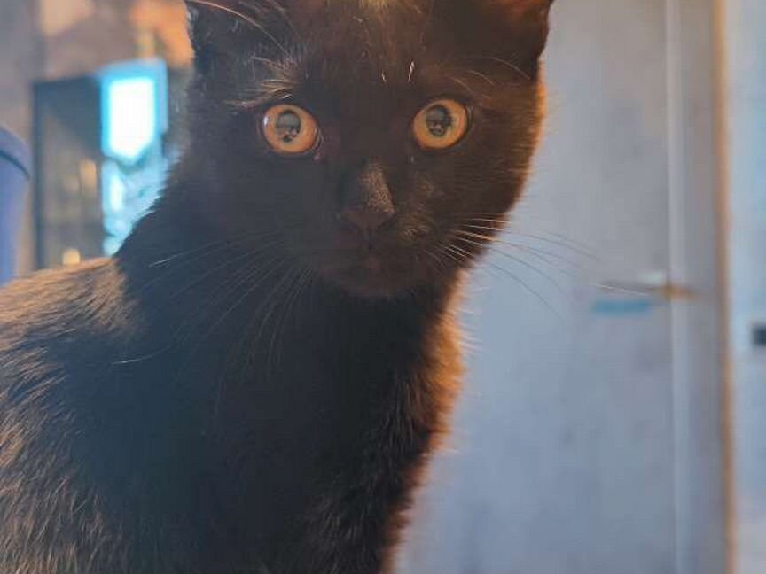 Кошки в добрые руки бесплатно