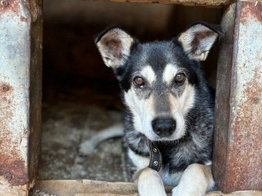 Синди в поисках родителей