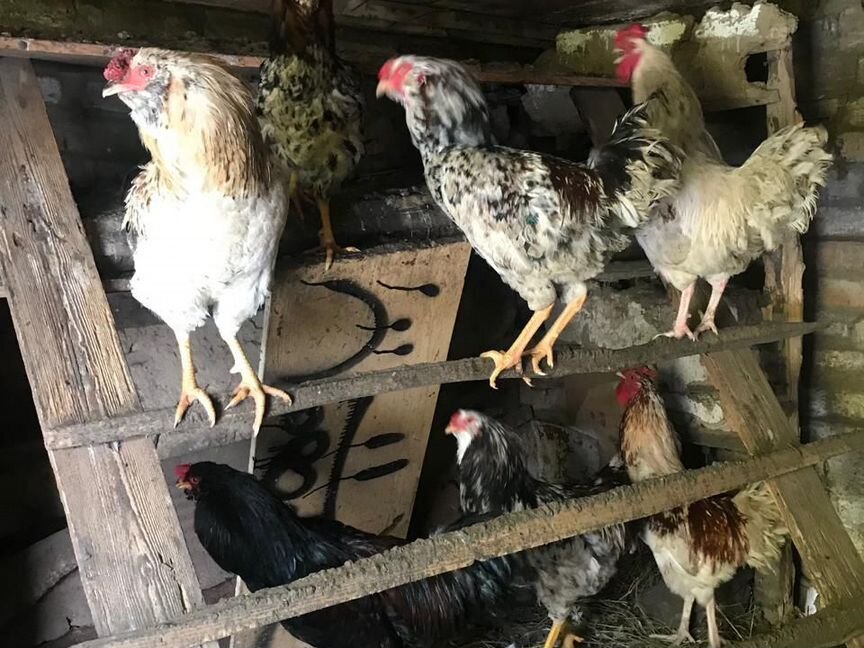 Молодые петухи