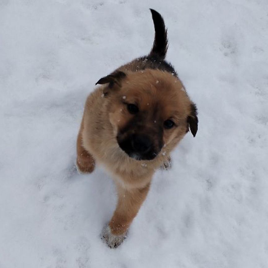 Щенок в добрые руки