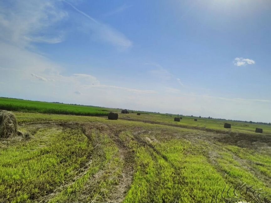 Продам сено В рулонах