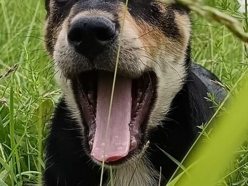 Щенок Федя 4 месяца спокойный мальчик