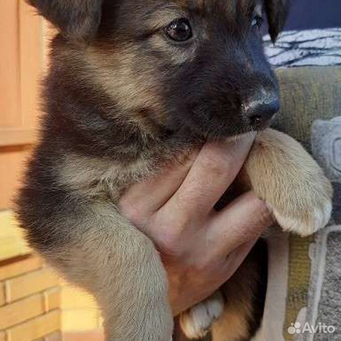 Щеночек колбочек ищет дом